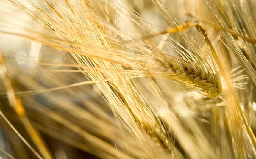 Tre gode grunner til å bytte ut ris med bygg • brodogkorn.no